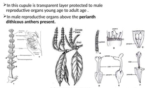 Morphology anatomy and reproduction in Gnetum | PPTX