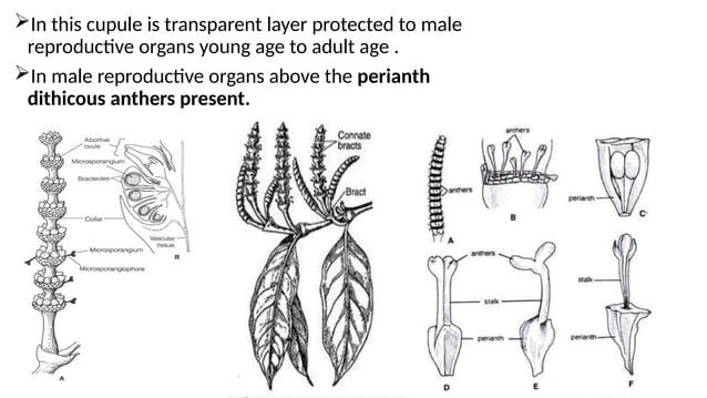Morphology anatomy and reproduction in Gnetum | PPTX