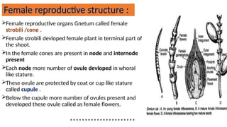 Morphology anatomy and reproduction in Gnetum | PPTX