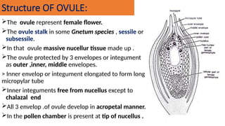 Morphology anatomy and reproduction in Gnetum | PPTX