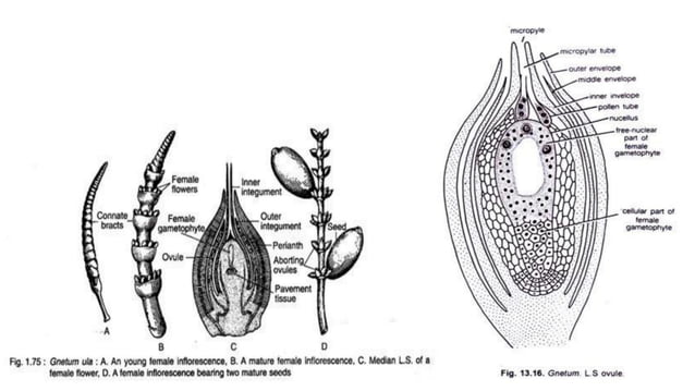 Morphology anatomy and reproduction in Gnetum | PPTX
