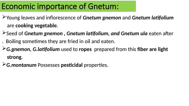 Morphology anatomy and reproduction in Gnetum | PPTX