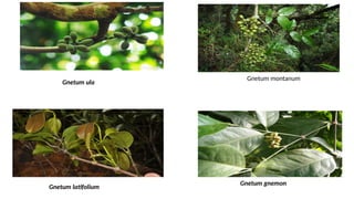 Morphology anatomy and reproduction in Gnetum | PPTX