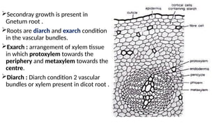 Morphology anatomy and reproduction in Gnetum | PPTX