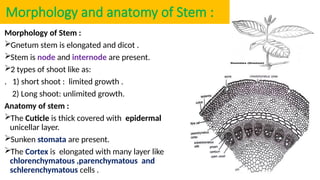 Morphology anatomy and reproduction in Gnetum | PPTX