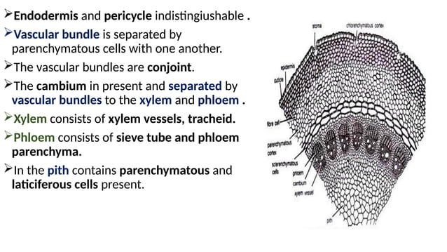 Morphology anatomy and reproduction in Gnetum | PPTX