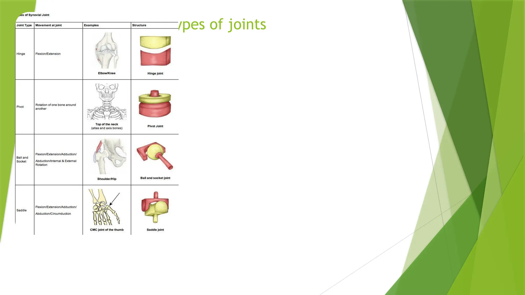 skeleton ppt for the beginner for education | PPTX