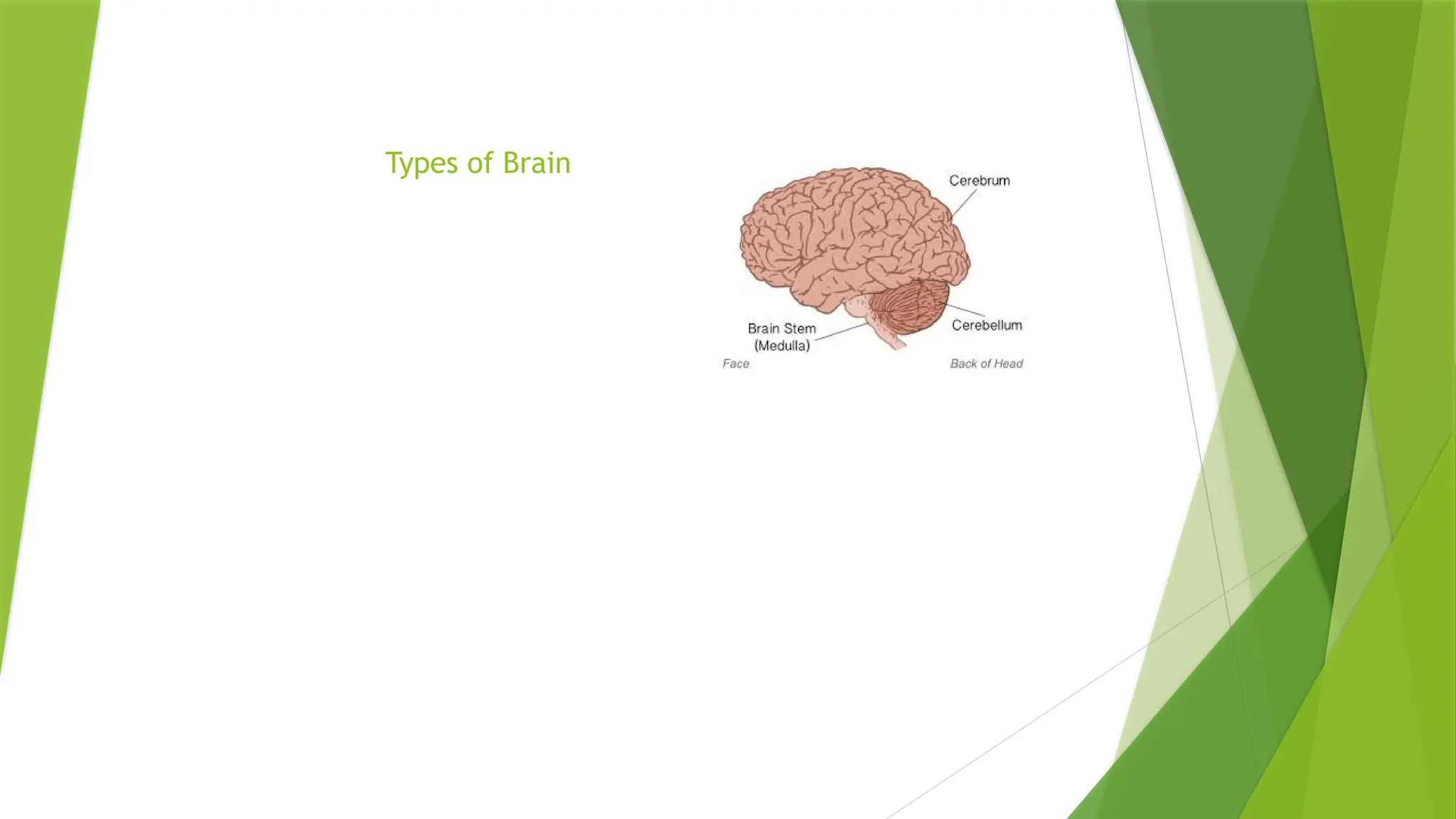 skeleton ppt for the beginner for education | PPTX
