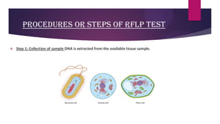 Restriction Fragment Length Polymorphism;RFLP;PPT | PDF | Genetics ...