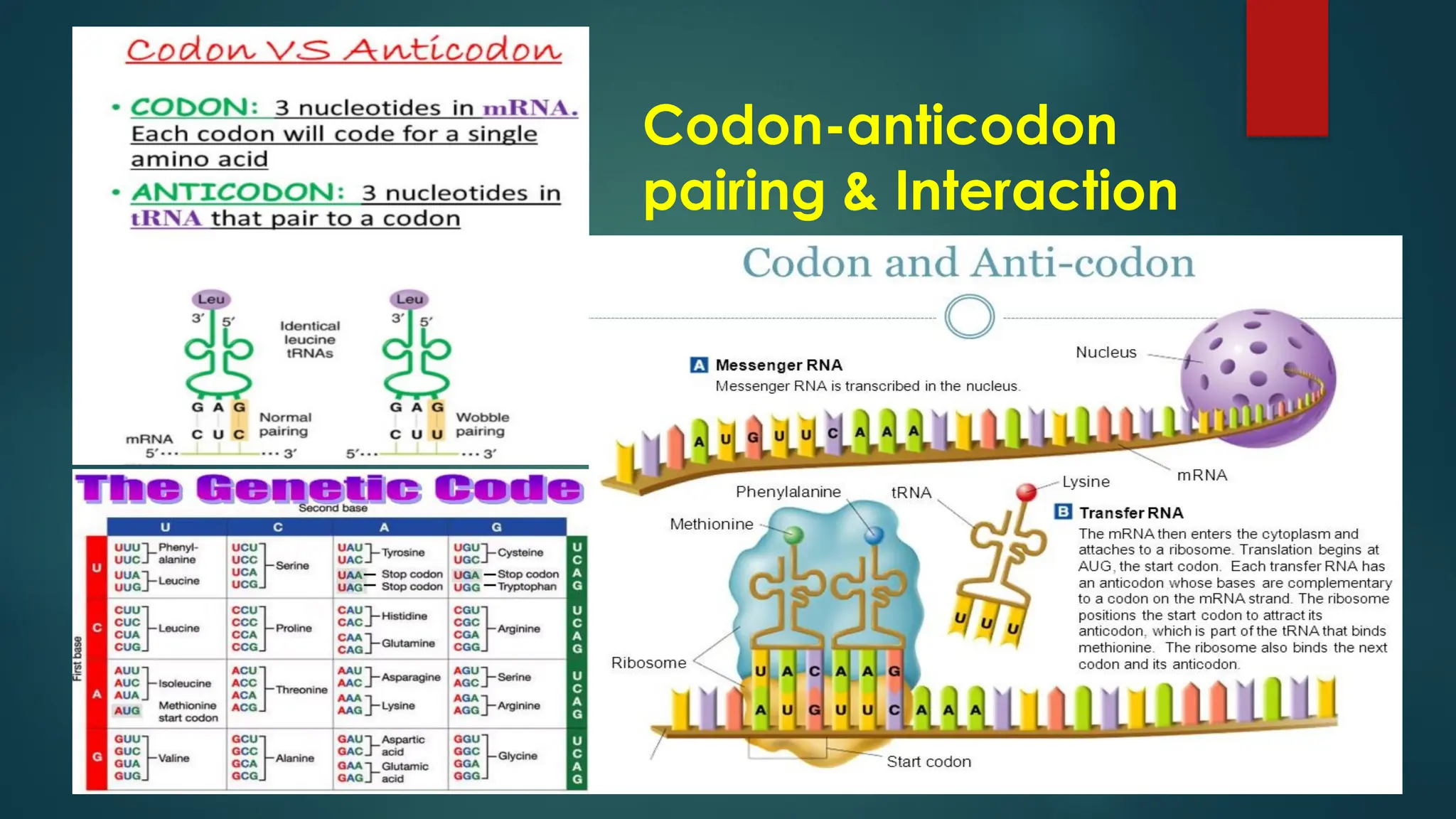 ppt. Genetic Code molecular biology.pptx