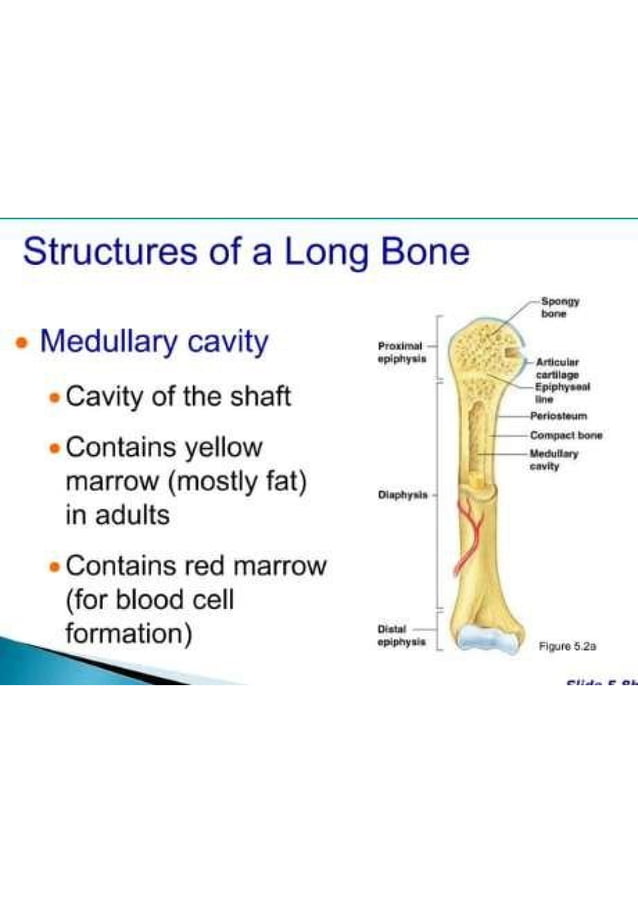 skeletal system ,joint, cartalige ppt.pptx