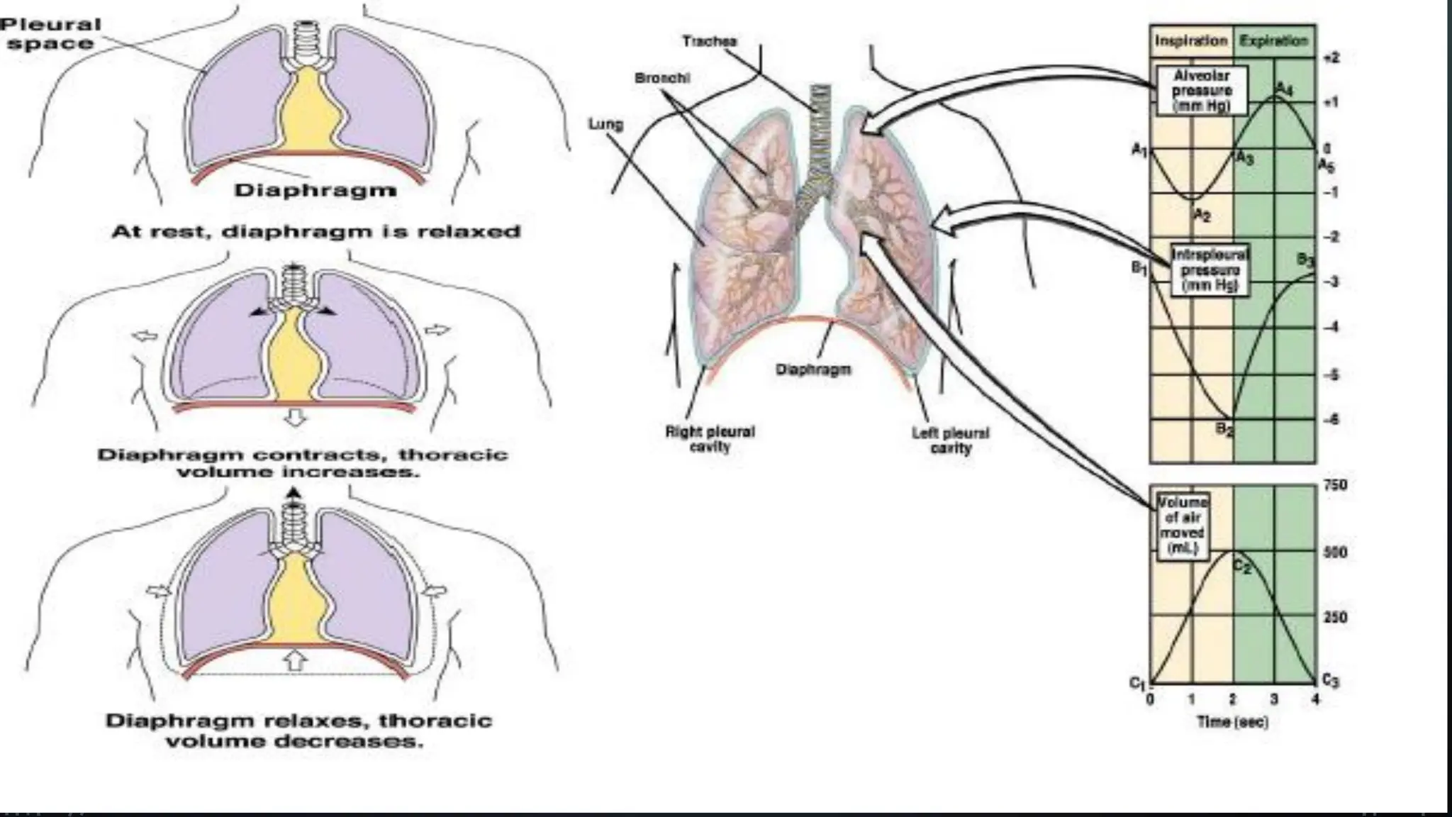 materi ini diajarkan pada siswa, materi disertai dengan gambar | PDF