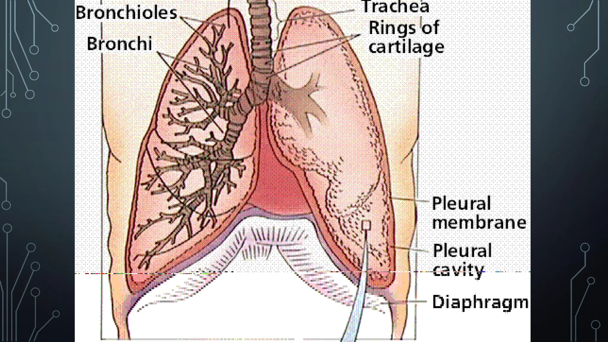 materi ini diajarkan pada siswa, materi disertai dengan gambar | PDF