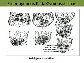 ppt.proses embriogenesis pada tumbuhan.pptx