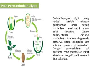 ppt.proses embriogenesis pada tumbuhan.pptx