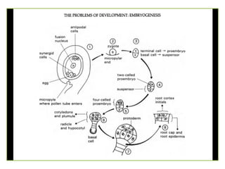 ppt.proses embriogenesis pada tumbuhan.pptx