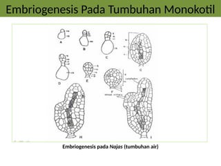 ppt.proses embriogenesis pada tumbuhan.pptx