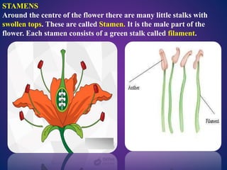 GETTING TO KNOW PLANTS-3 CLASS VI CBSE CHAPTER-7 | PPT