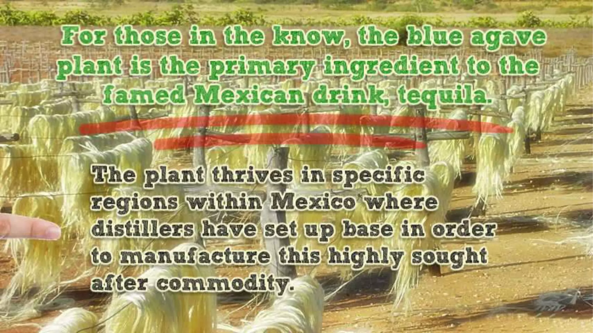 Agave Waste Now Being Turned Into Paper & Sponges By Brady Bunte | PPTX