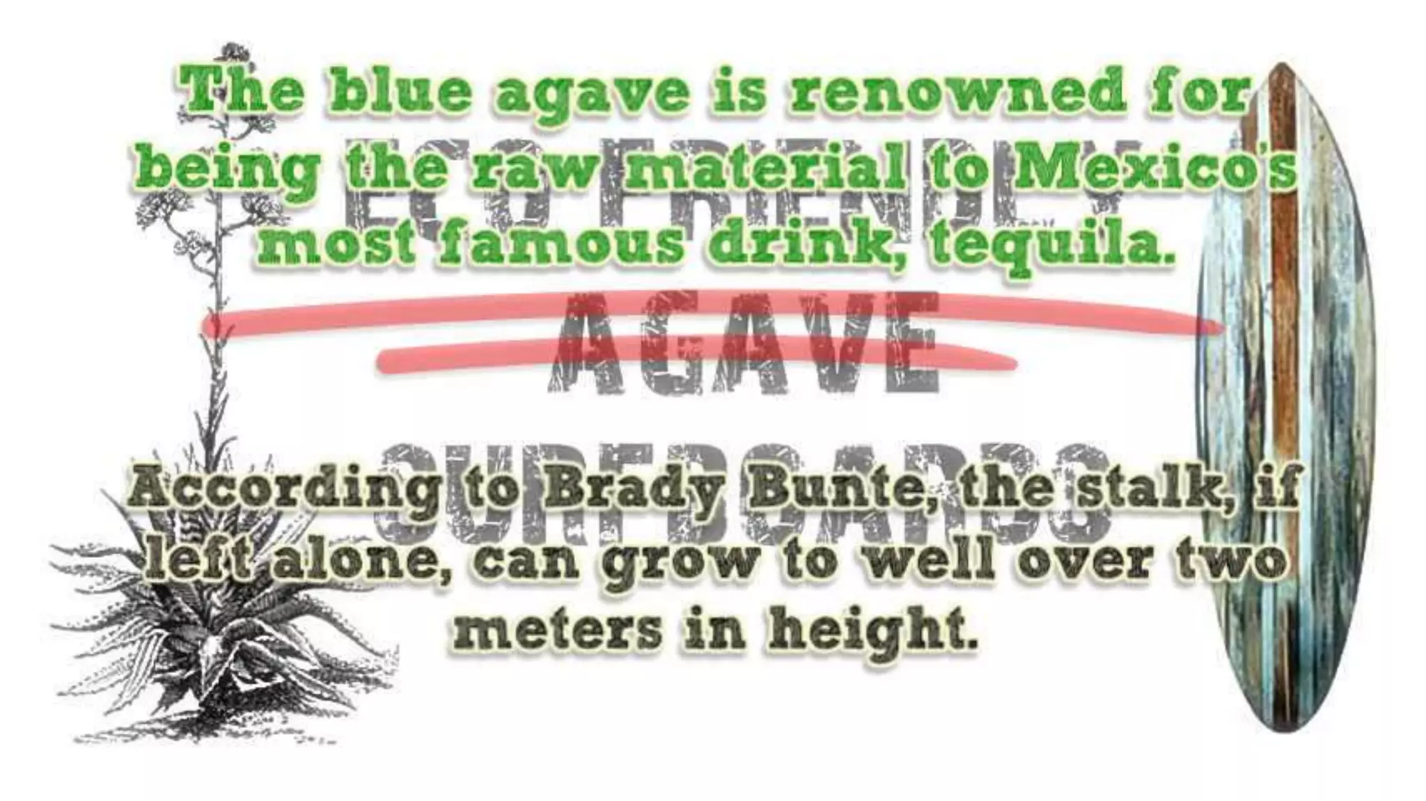 Taking Agave from Farm to Surf by Brady Bunte | PPTX