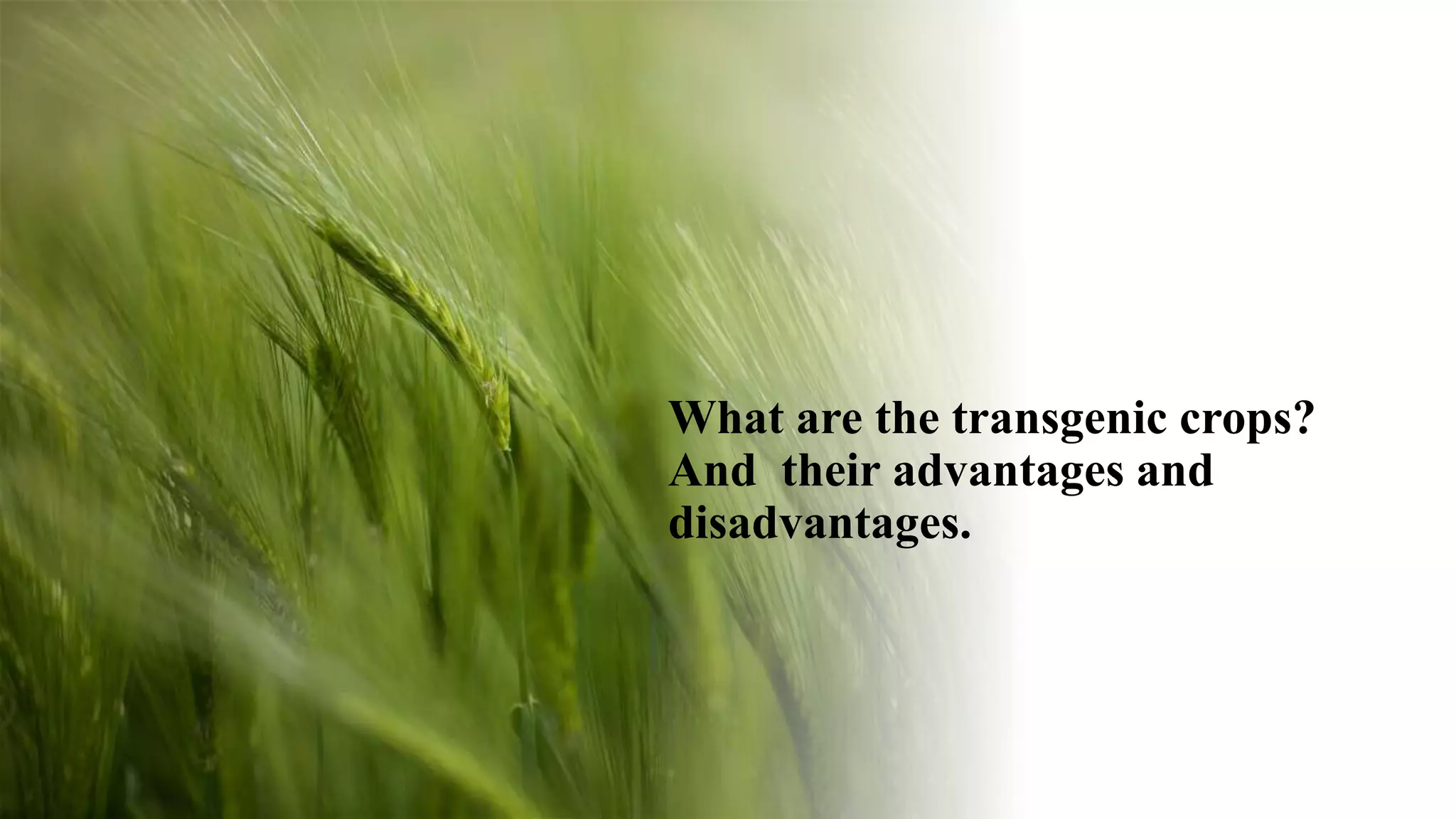 Transgenic crops | PPT