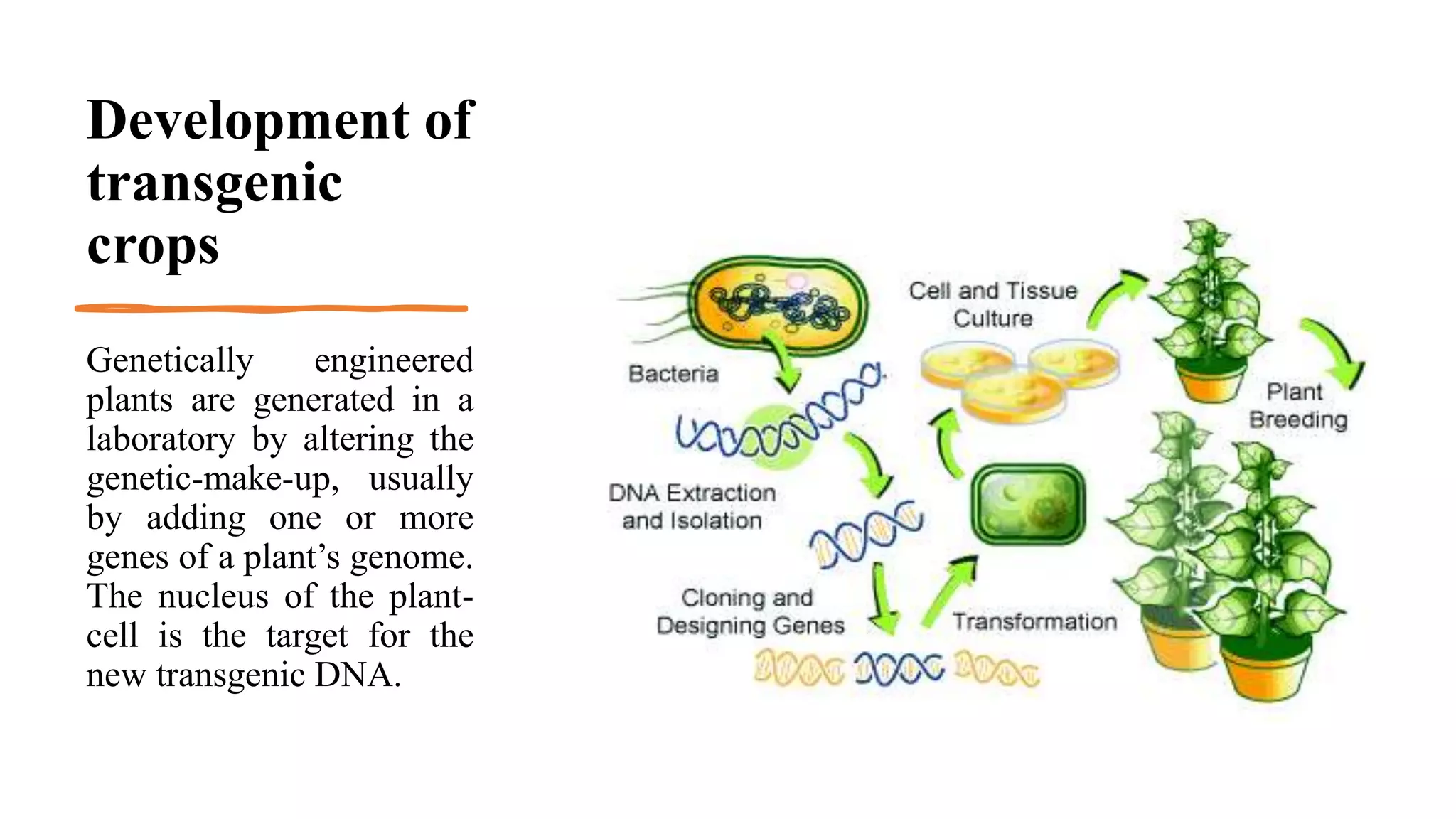 Transgenic crops | PPT