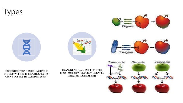 Transgenic crops | PPT