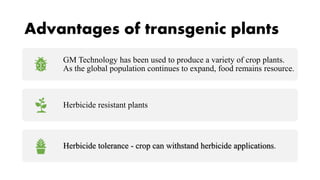 Transgenic crops | PPTX
