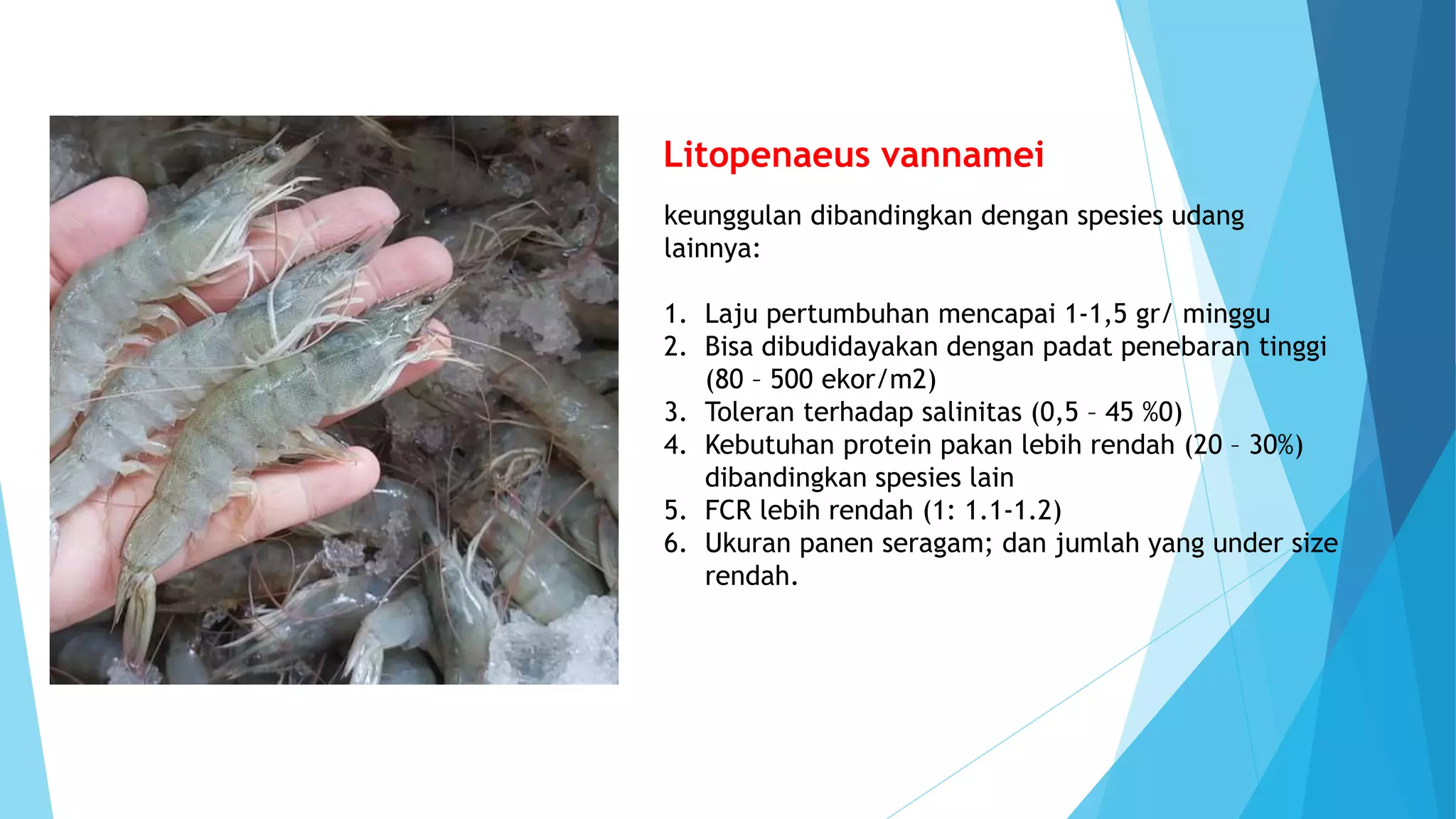 Penstabil Suhu Air Tambak Udang Vaname | PPTX