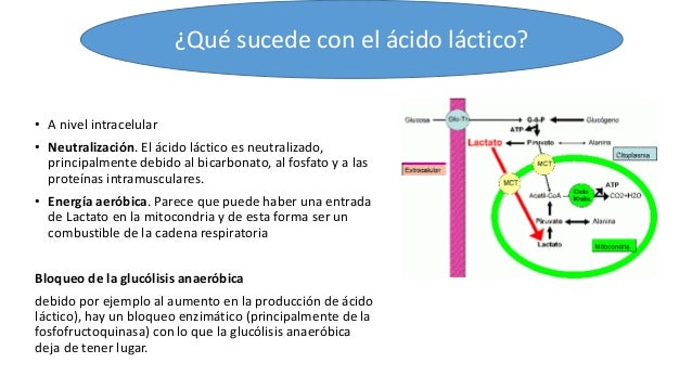 Ppt acido-lactico