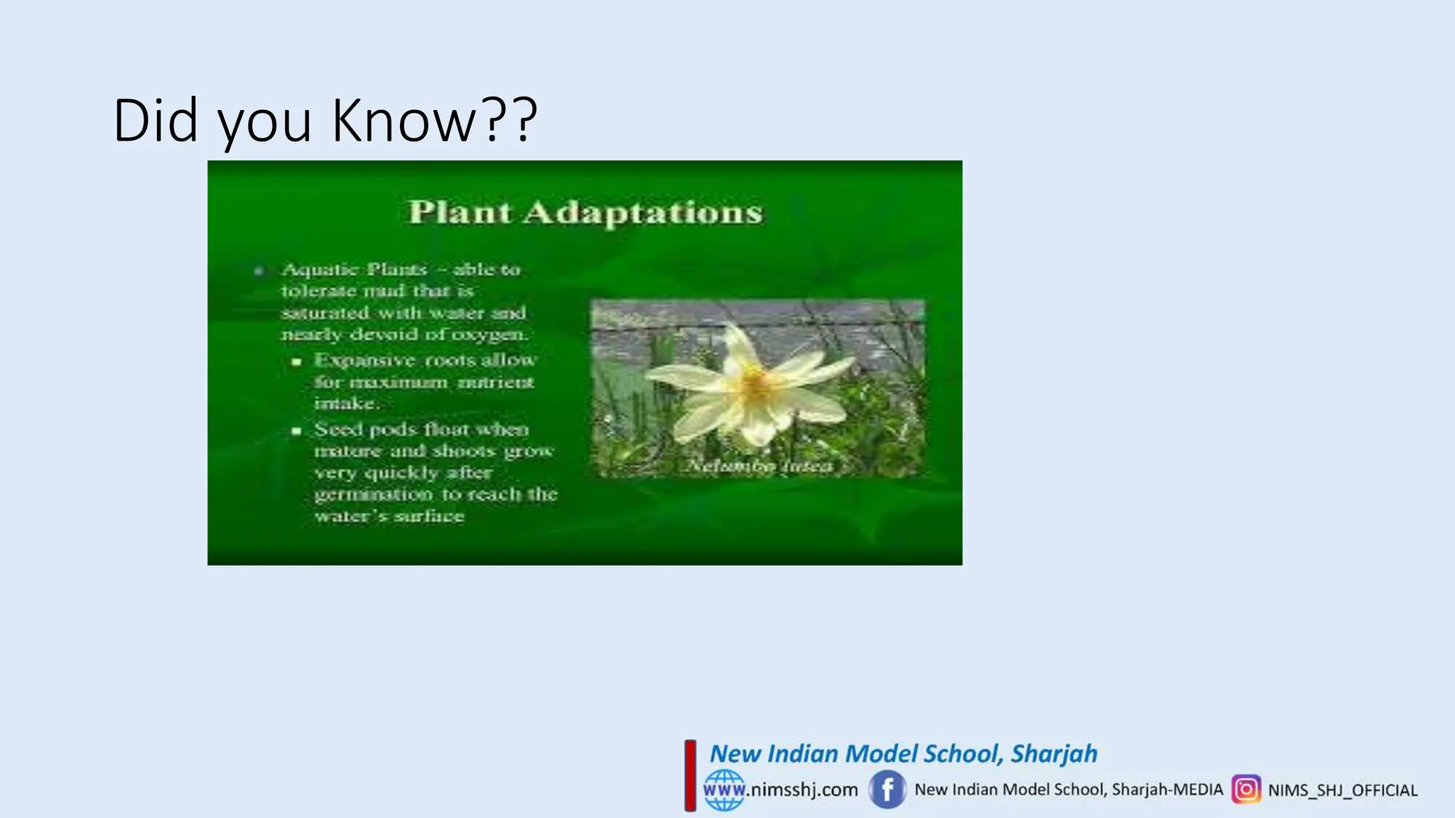 Power Point Presentation- Adaptation of Aquatic Plants.pptx