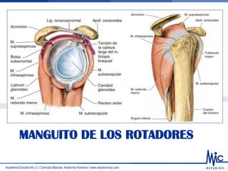 PPT- ANATOMIA-HUMANA.pdf