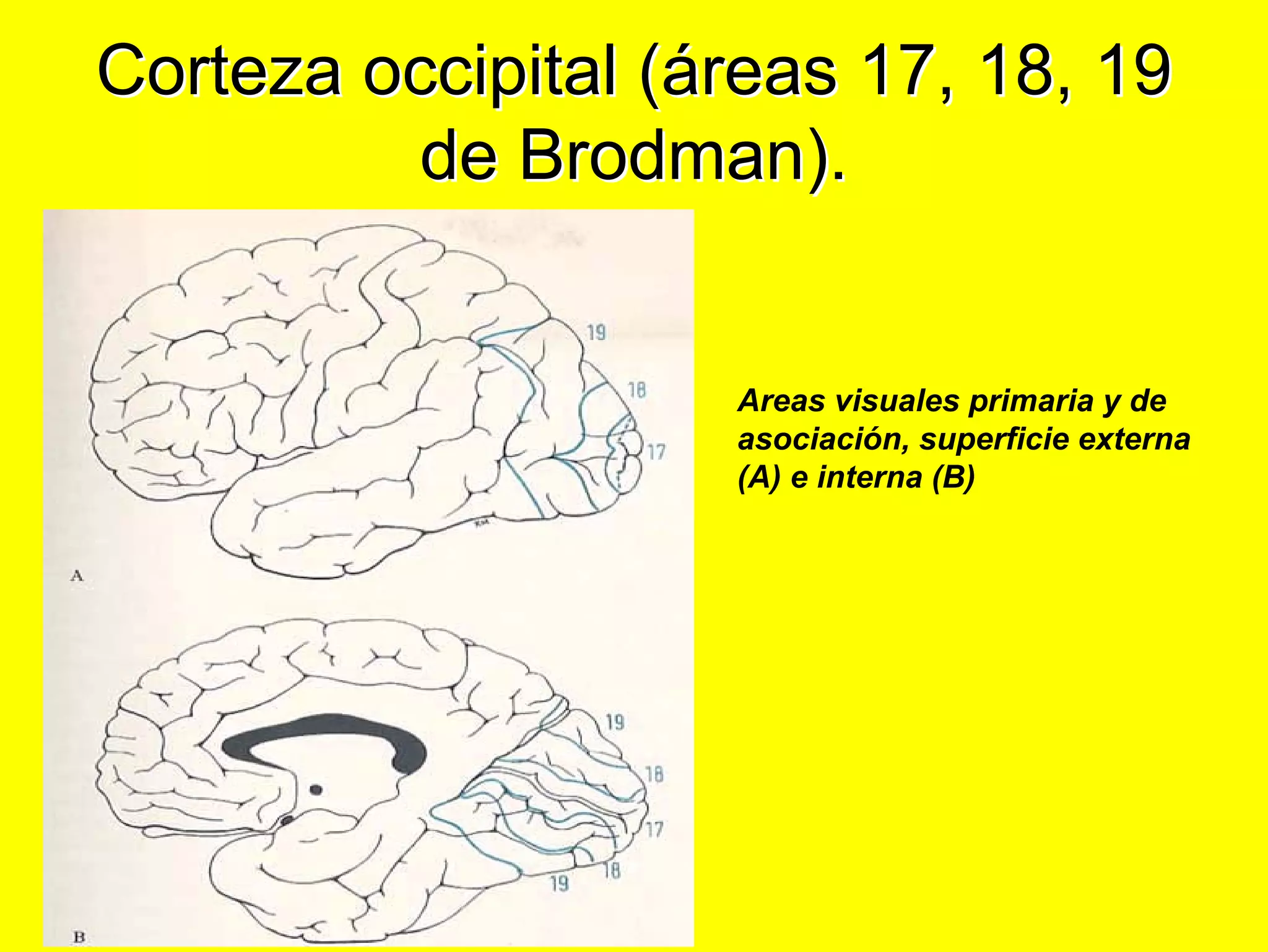 PPT-Anatomia de la via optica.pdf