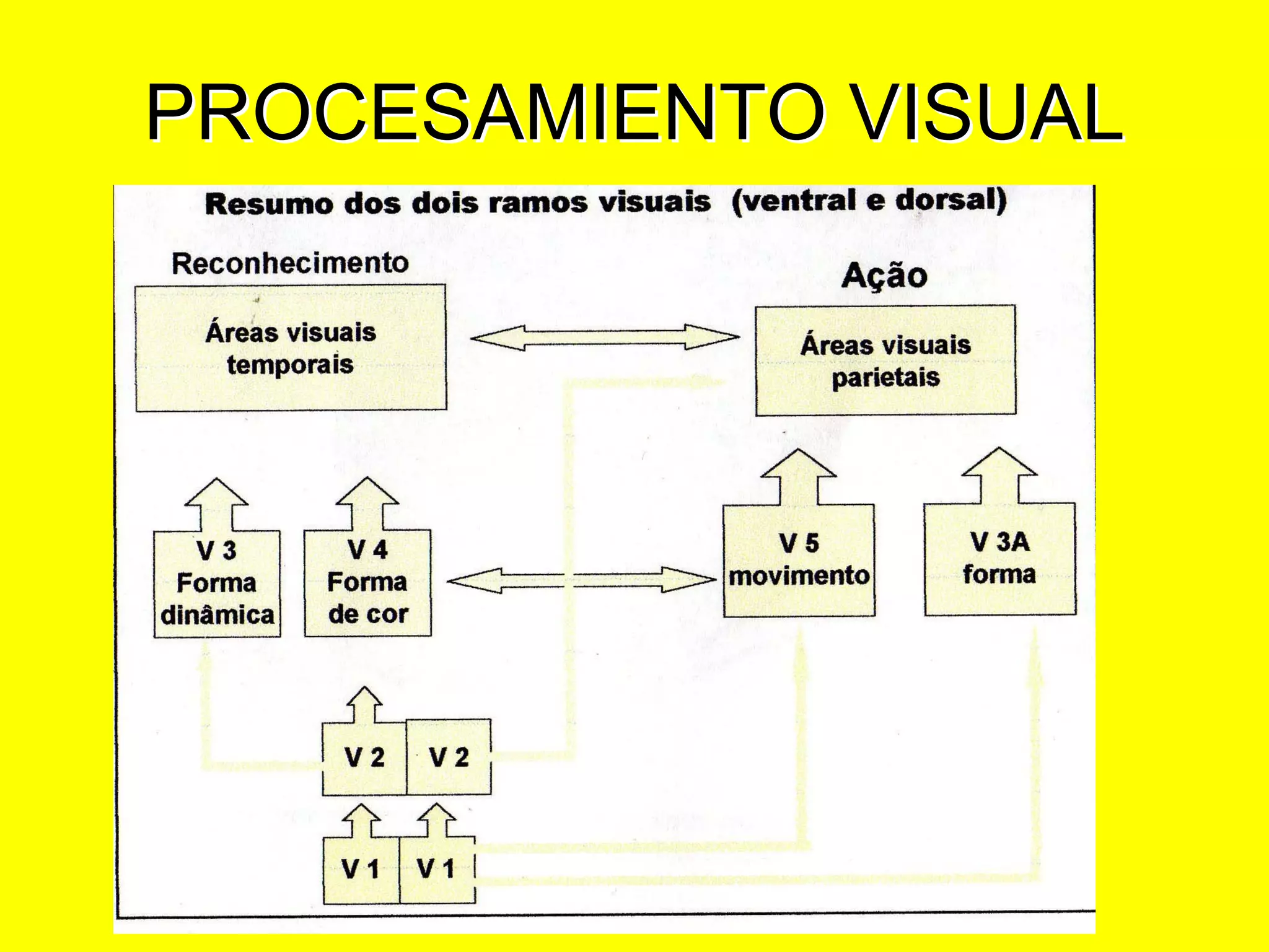 PPT-Anatomia de la via optica.pdf