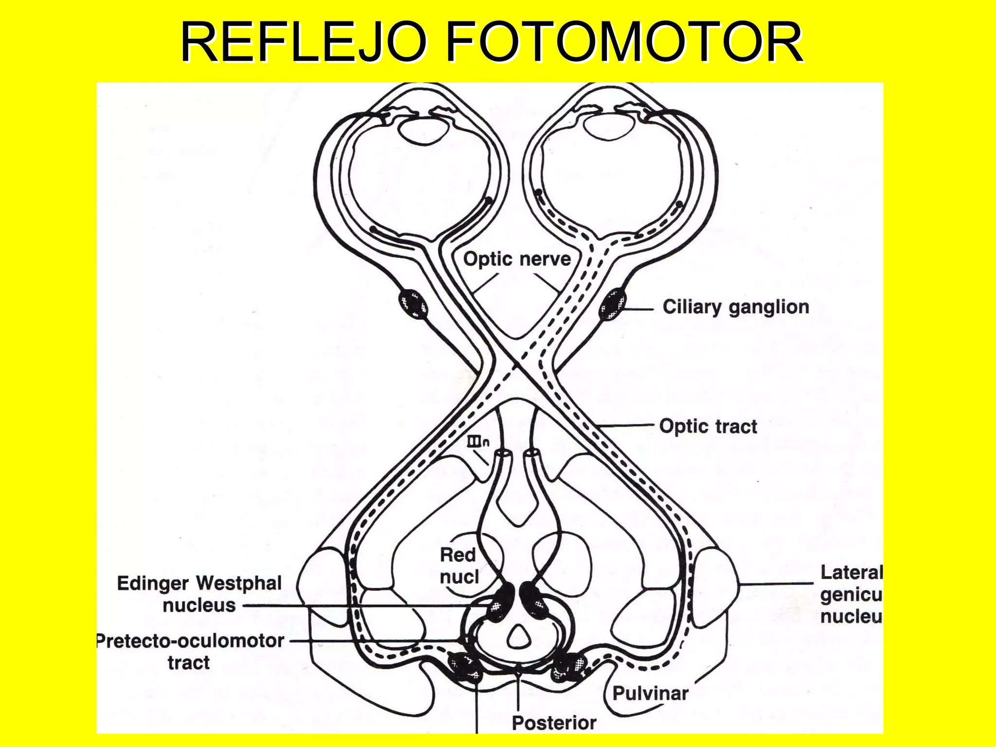 PPT-Anatomia de la via optica.pdf
