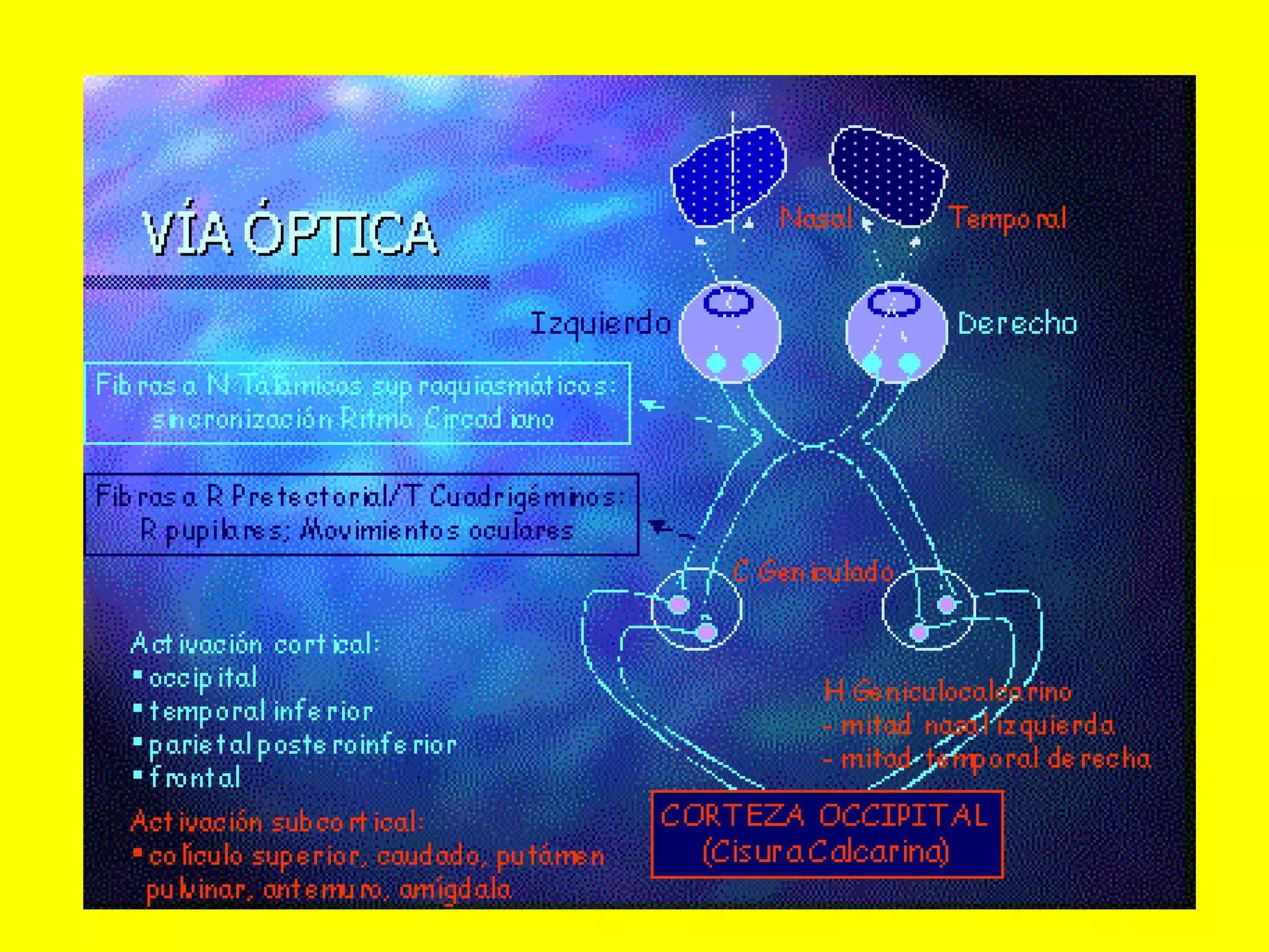 PPT-Anatomia de la via optica.pdf