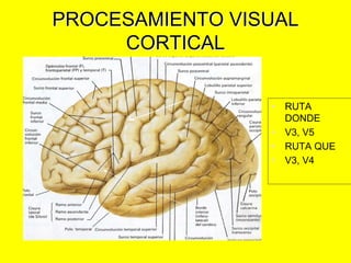 PPT-Anatomia de la via optica.pdf