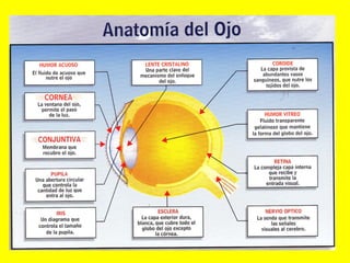 PPT-Anatomia de la via optica.pdf