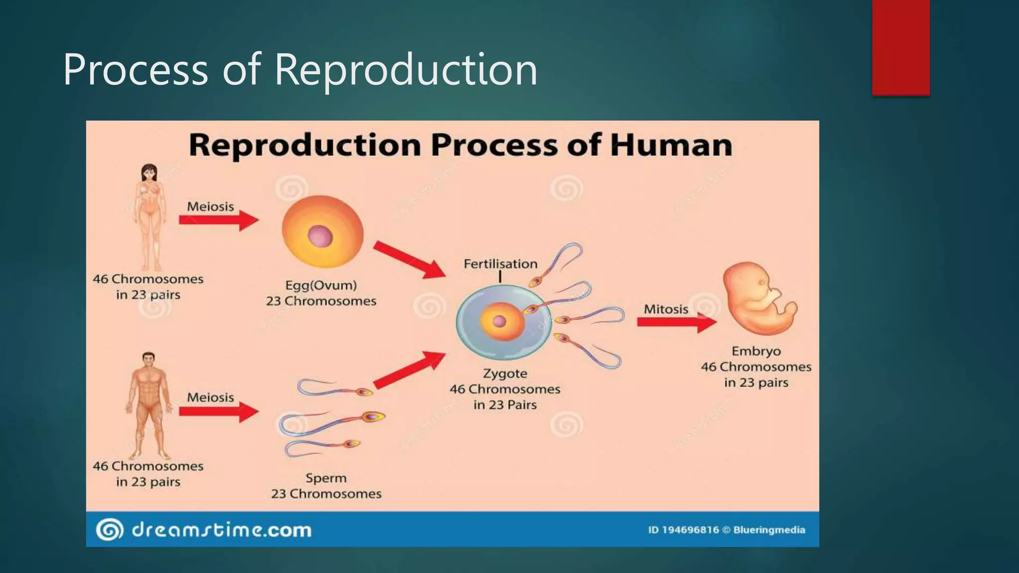 PPT - ANATOMY AND PHYSIOLOGY OF REPRODUCTION AND THE PROCESS OF REPRODUCTION.pptx