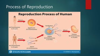 PPT - ANATOMY AND PHYSIOLOGY OF REPRODUCTION AND THE PROCESS OF ...