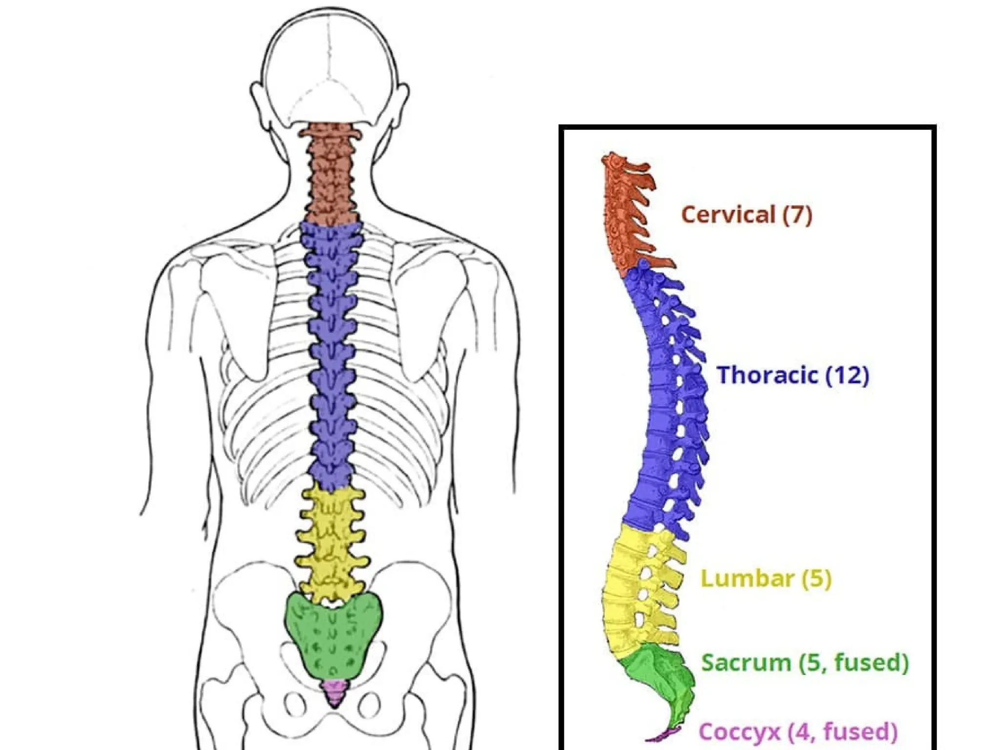 Ppt- axial and appendicular skeleton, injection sites | PPT