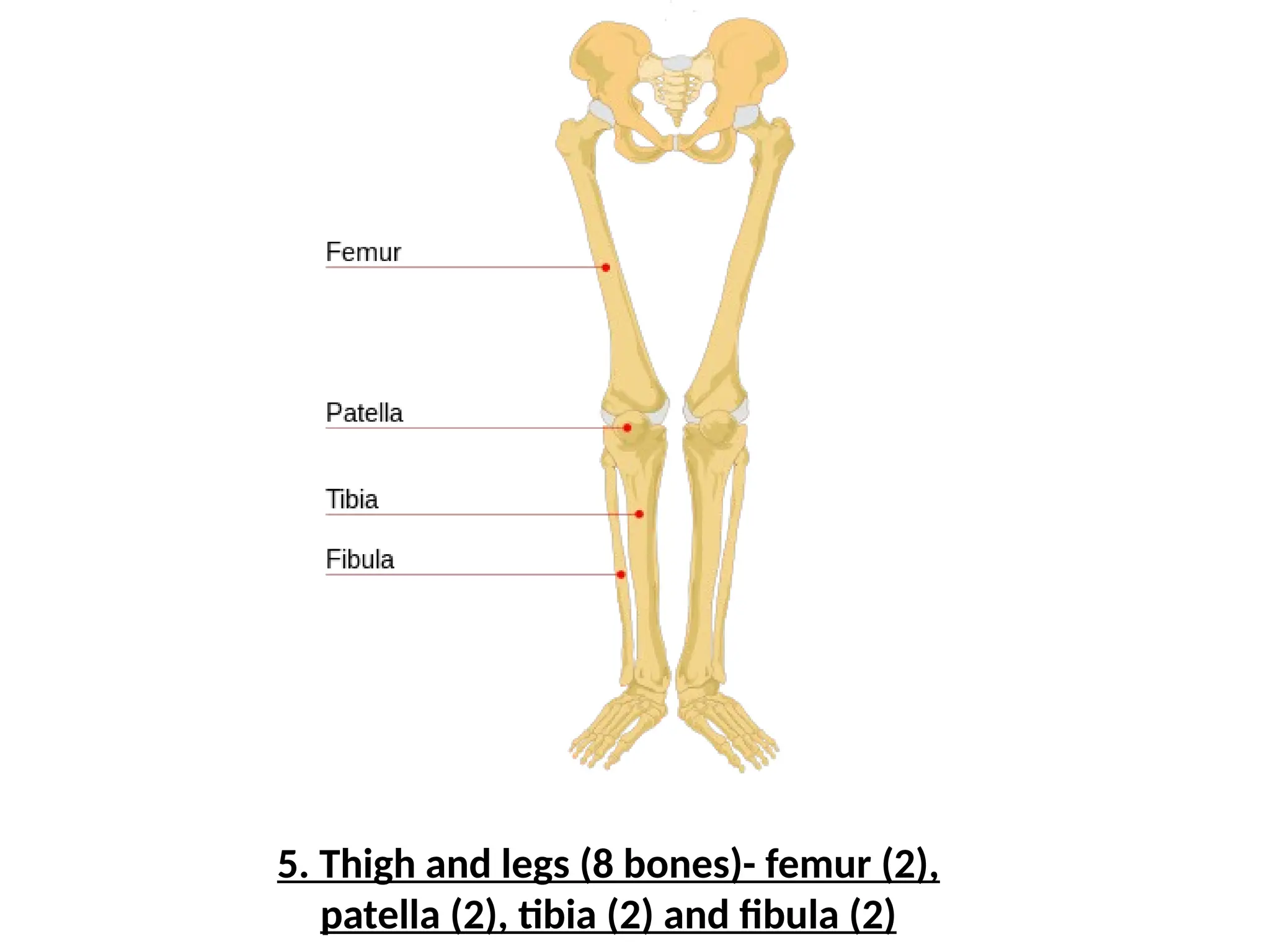 Ppt- axial and appendicular skeleton, injection sites | PPT | Free Download