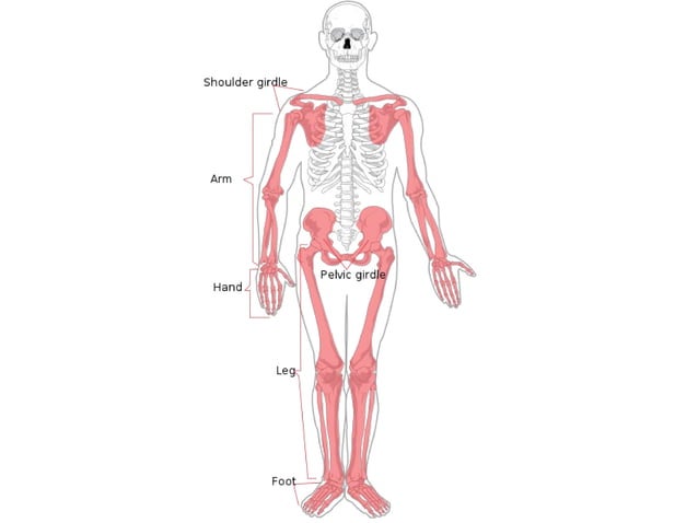 Ppt- axial and appendicular skeleton, injection sites | PPT | Free Download