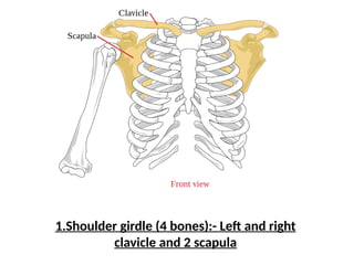 Ppt- axial and appendicular skeleton, injection sites | PPT