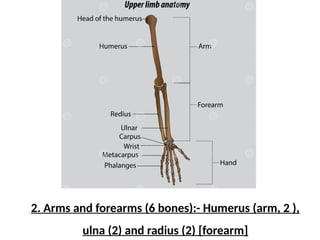 Ppt- axial and appendicular skeleton, injection sites | PPT
