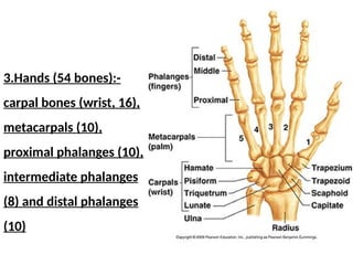 Ppt- axial and appendicular skeleton, injection sites | PPT