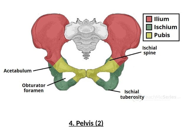 Ppt- axial and appendicular skeleton, injection sites | PPT | Free Download