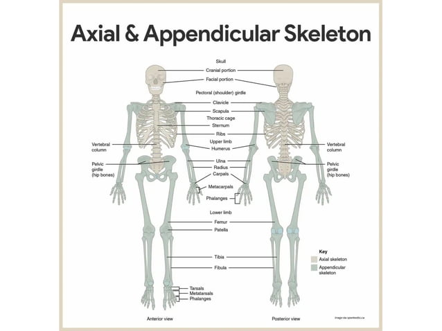Ppt- axial and appendicular skeleton, injection sites | PPT | Free Download