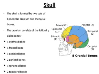 Ppt- axial and appendicular skeleton, injection sites | PPT