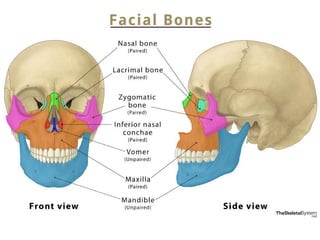 Ppt- axial and appendicular skeleton, injection sites | PPT